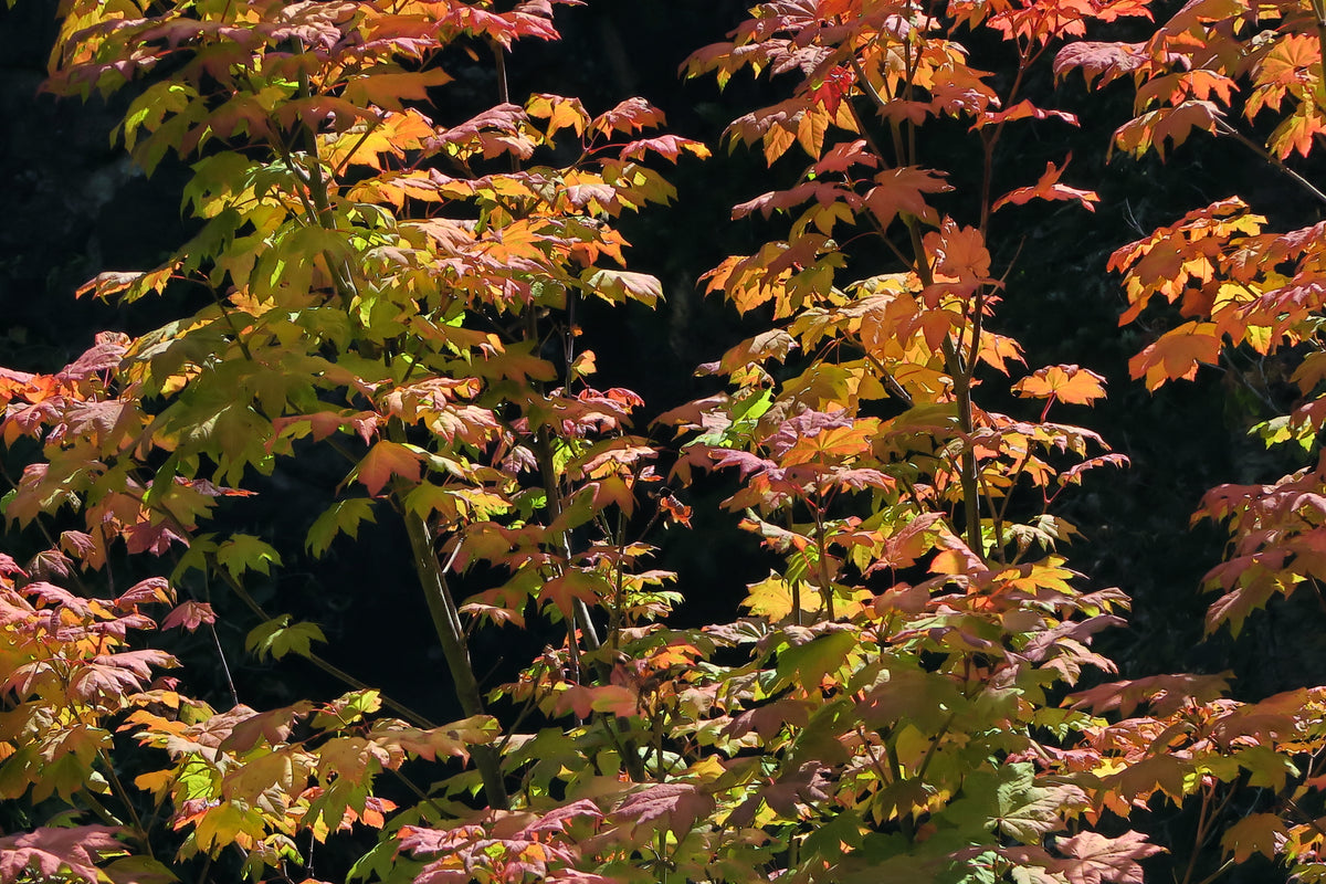 Fall Features – Grow for Good - Fraser Valley Conservancy